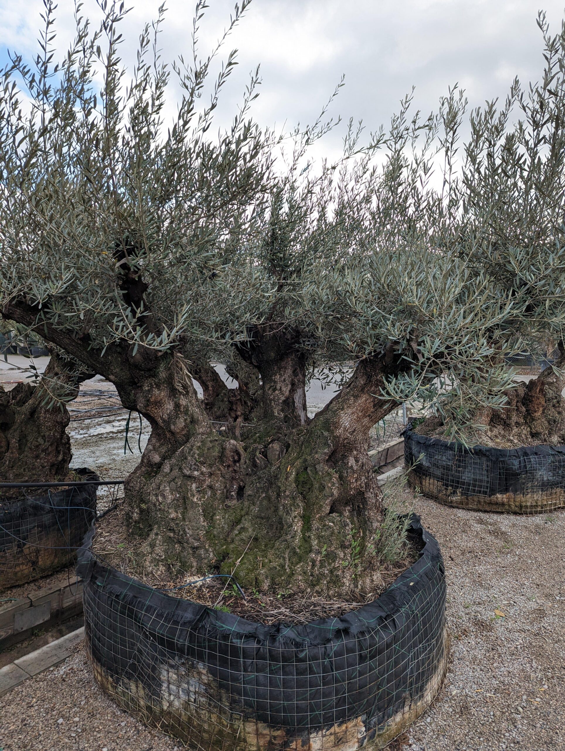 Olive tree lifespan: how long do they live? | Spain Olive Trees